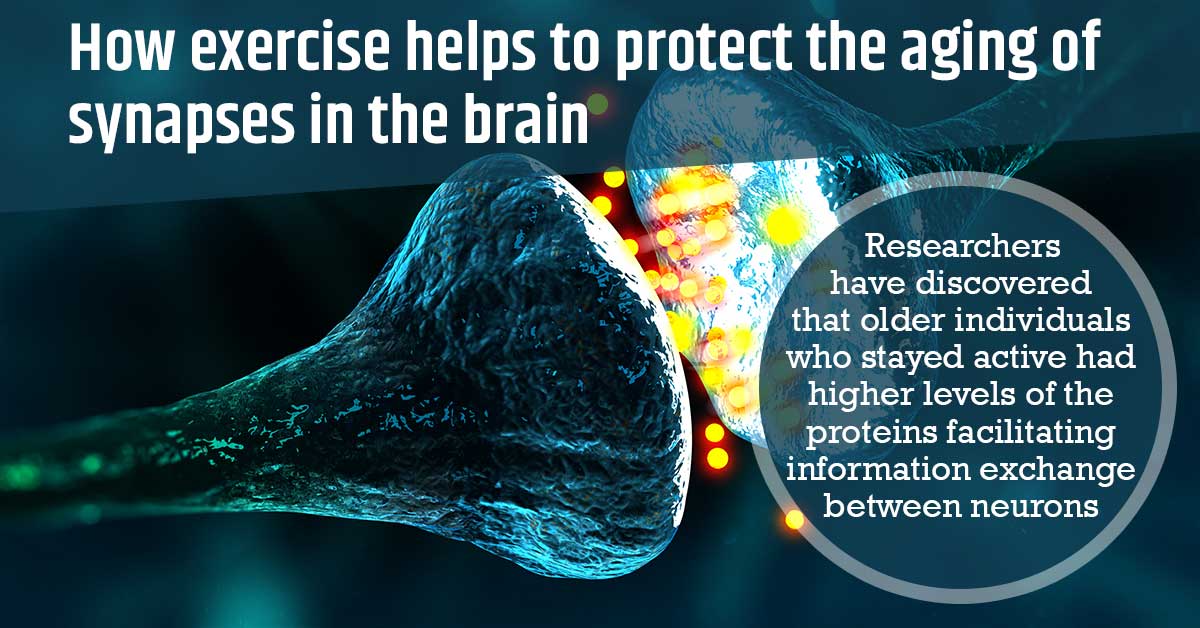 How Exercise Helps to Protect the Aging of Synapses in the Brain
