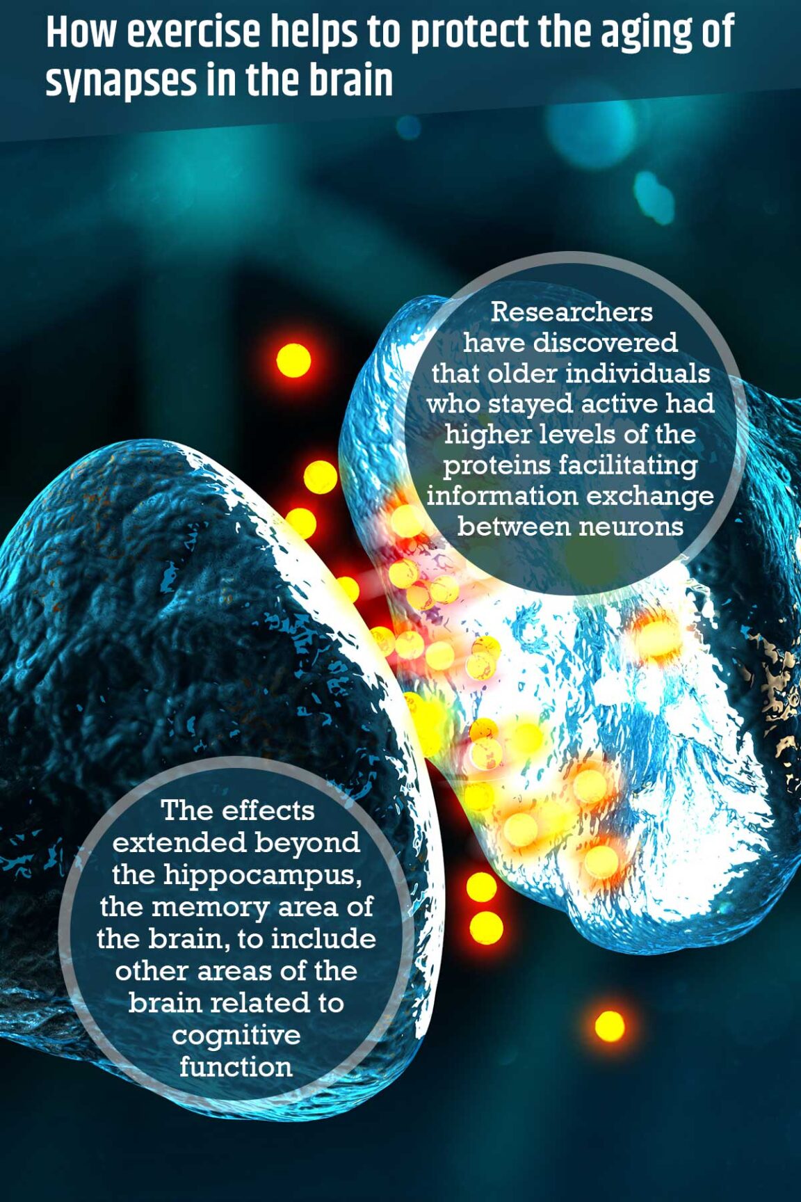 How Exercise Helps to Protect the Aging of Synapses in the Brain