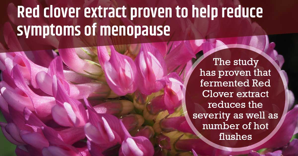 Red Clover Extract Proven To Help Reduce Symptoms Of Menopause