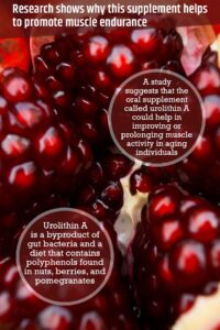 Research Shows Why This Supplement Helps to Promote Muscle Endurance