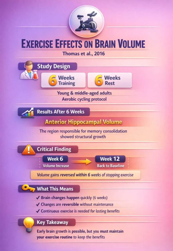 Exercise and Neuroplasticity? Researchers Tracked What Happens to the ...