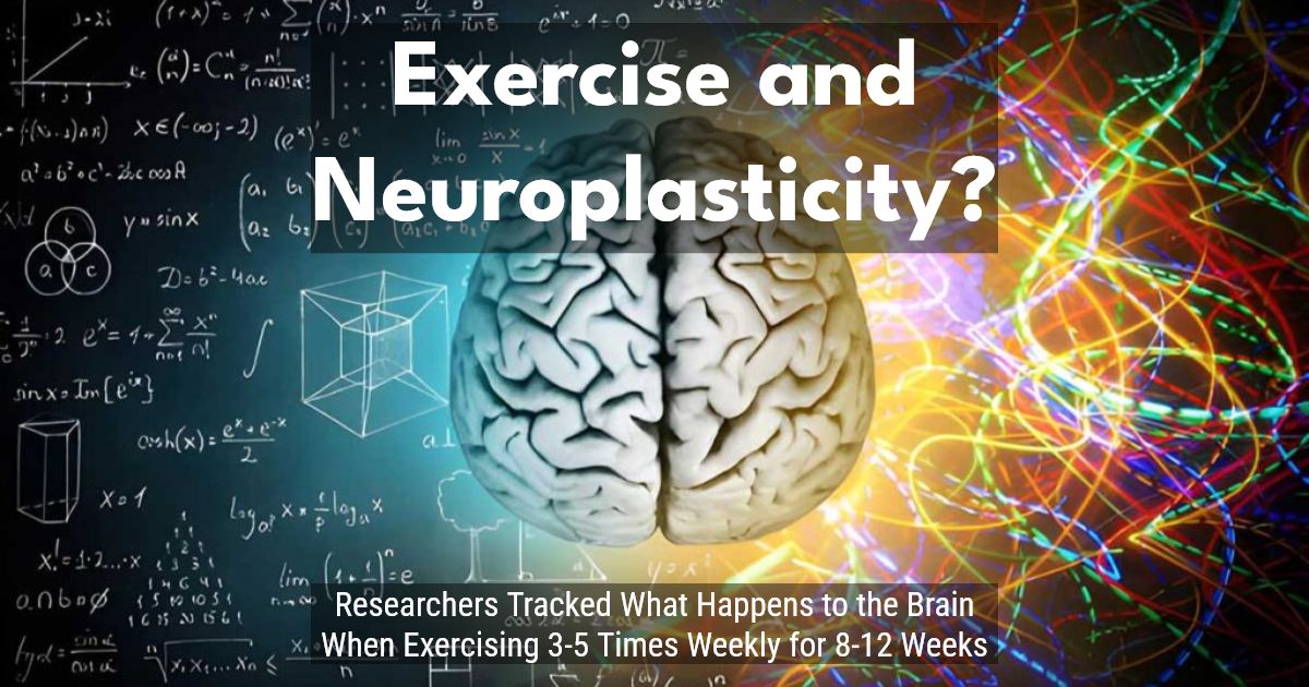 Exercise and Neuroplasticity? Researchers Tracked What Happens to the ...